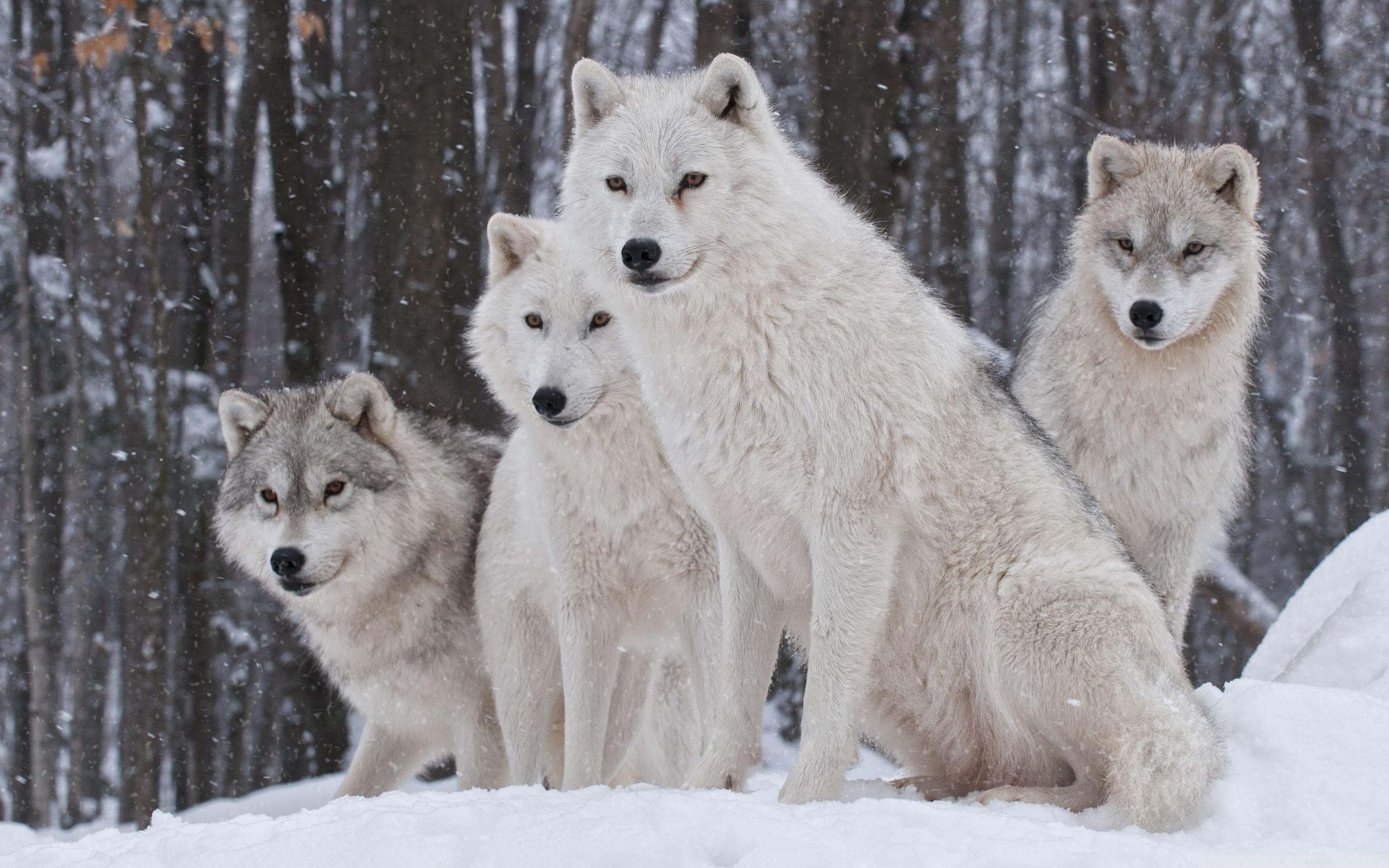 Wolf 2880x1800 Wallpapers - Top Free Wolf 2880x1800 Backgrounds ...