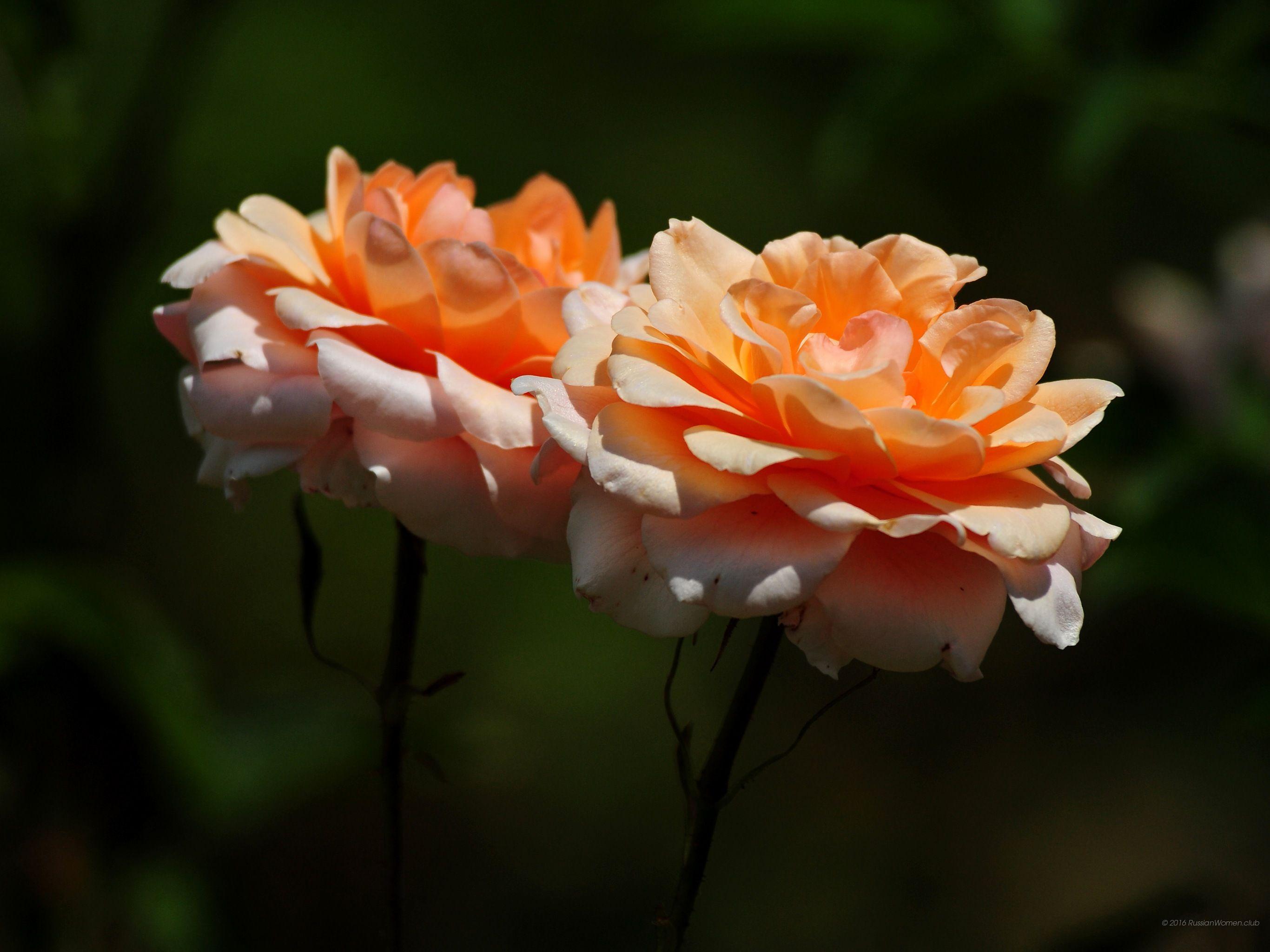 2732x2048 Wallpapers - Top Những Hình Ảnh Đẹp