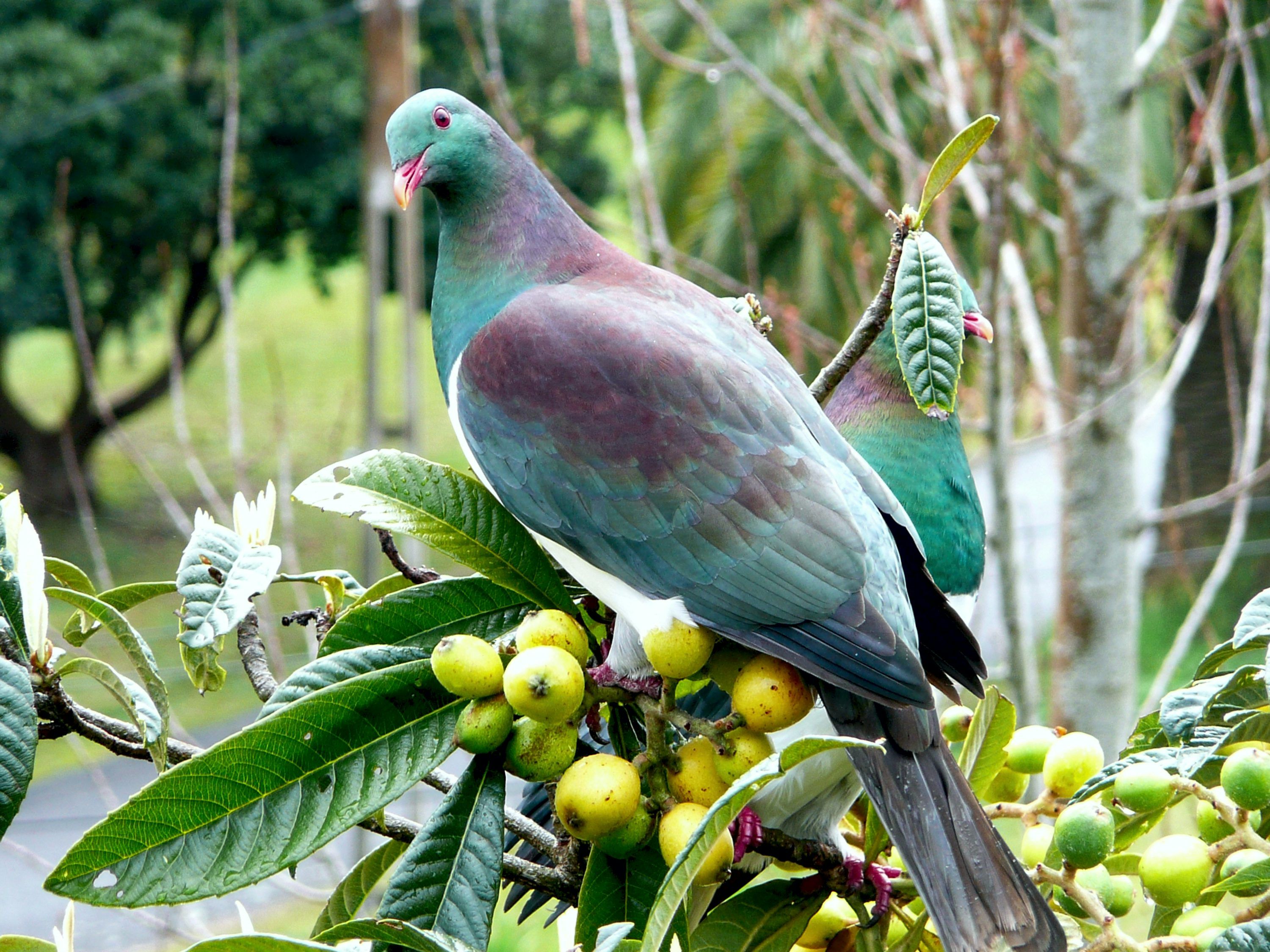 Kereru Wallpapers - Top Free Kereru Backgrounds - WallpaperAccess