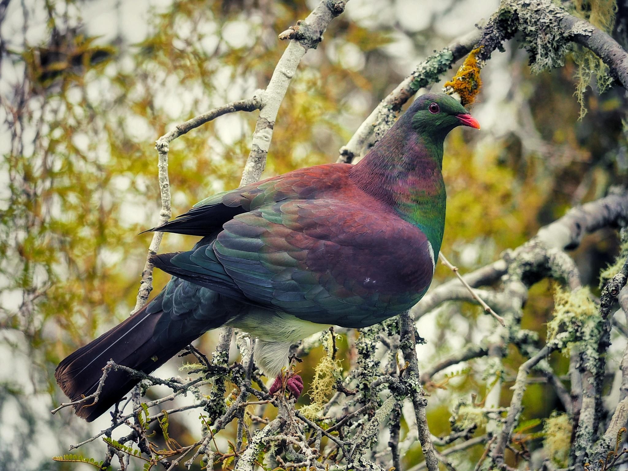 Kereru Wallpapers - Top Free Kereru Backgrounds - WallpaperAccess