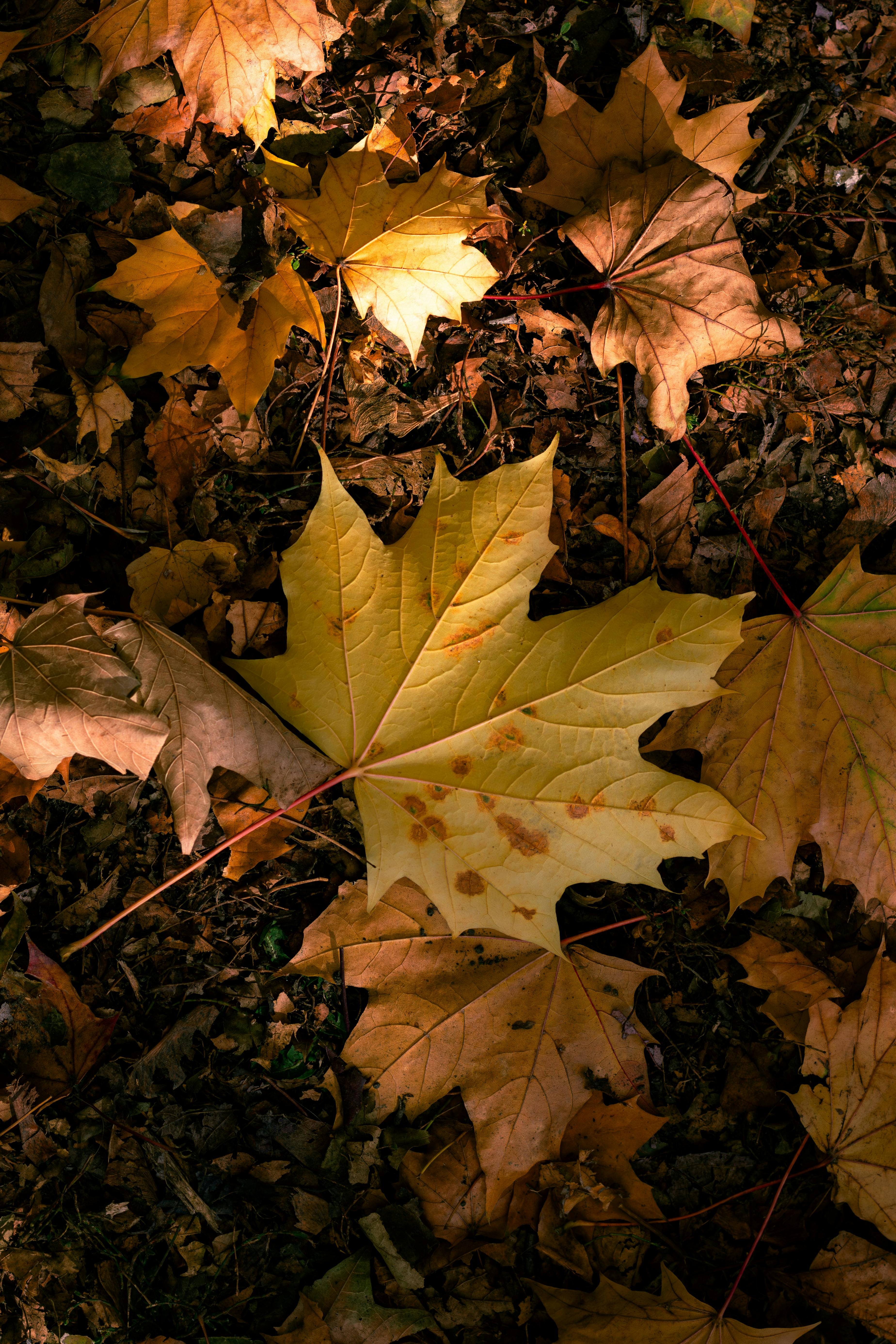 Chinar Leaf Wallpapers - Top Free Chinar Leaf Backgrounds - WallpaperAccess