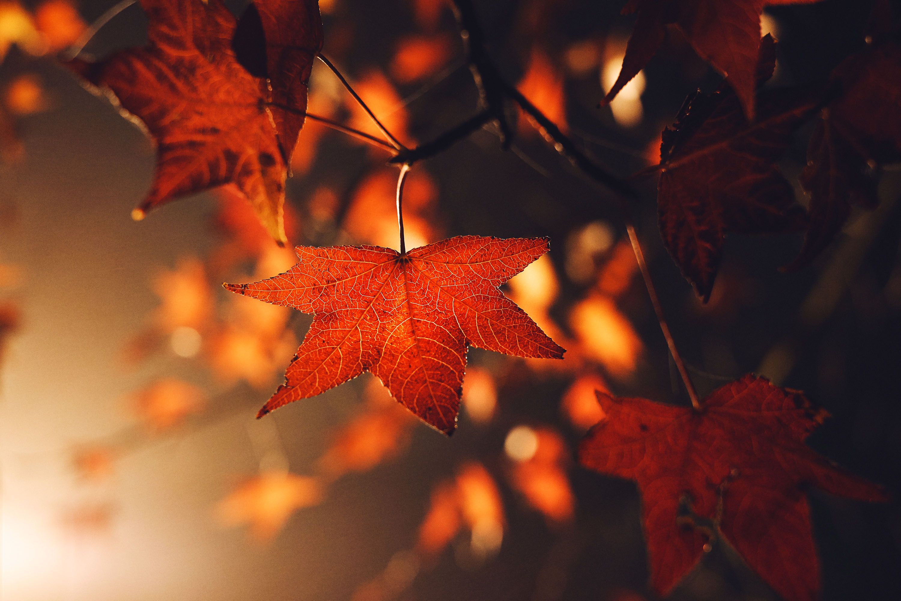 Chinar Leaf Wallpapers - Top Free Chinar Leaf Backgrounds - WallpaperAccess
