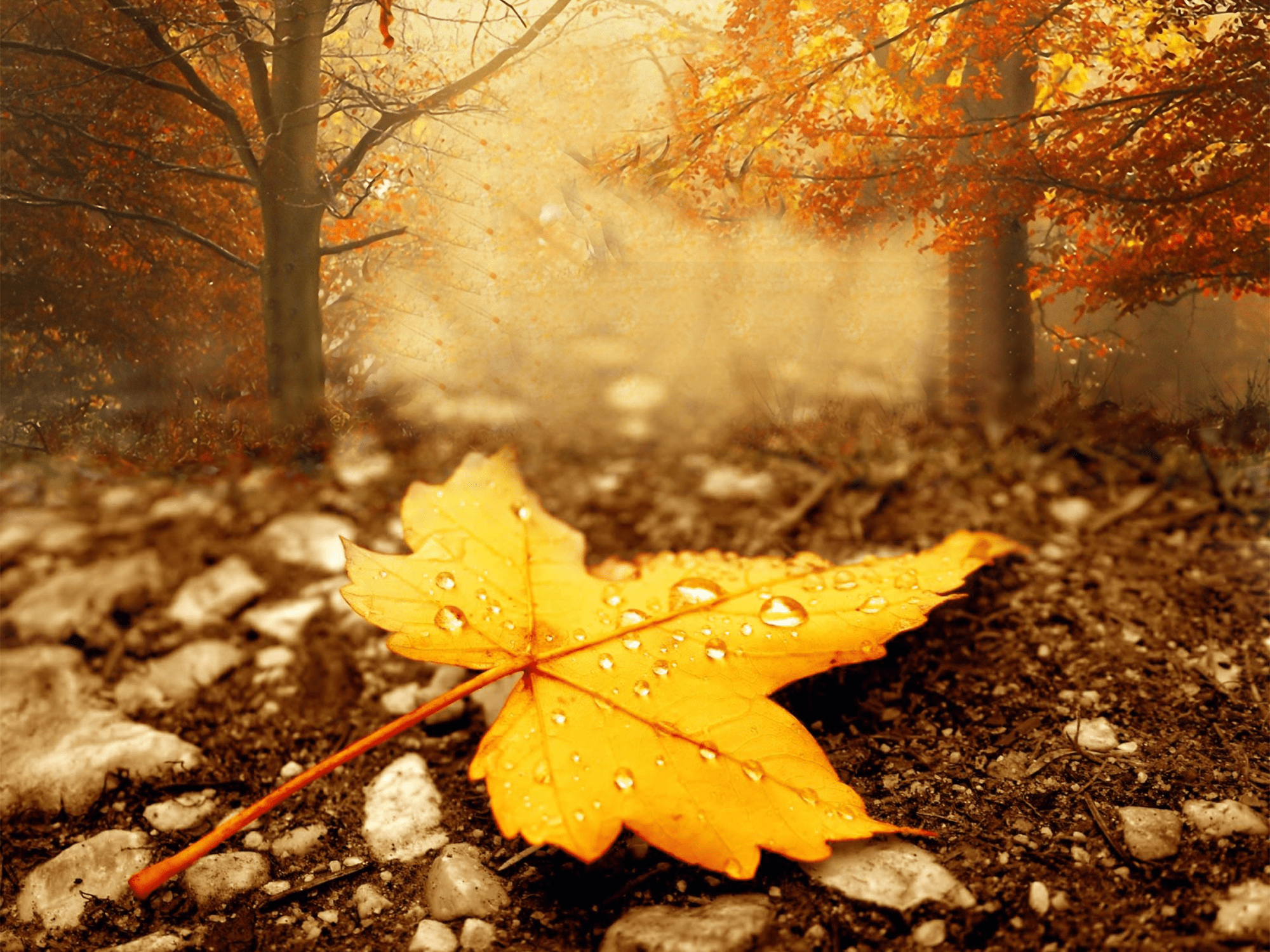Chinar Leaf Wallpapers - Top Free Chinar Leaf Backgrounds - WallpaperAccess