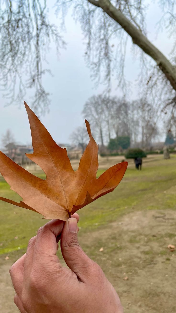 Chinar Leaf Wallpapers - Top Free Chinar Leaf Backgrounds - WallpaperAccess