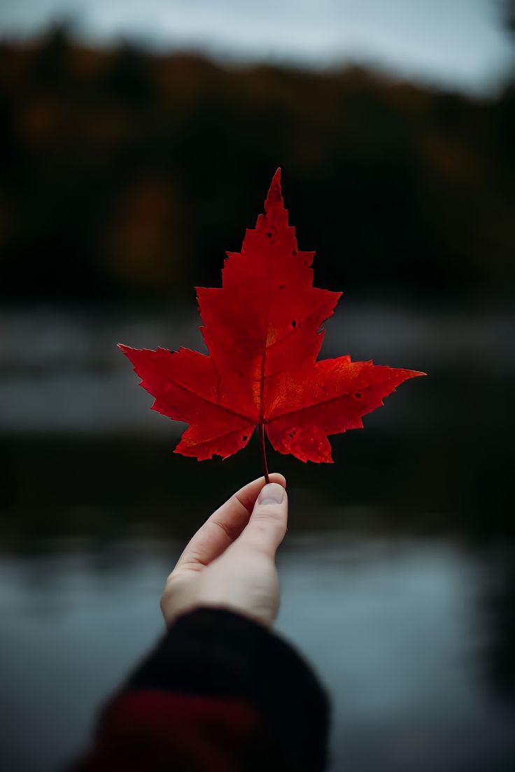 Chinar Leaf Wallpapers - Top Free Chinar Leaf Backgrounds - WallpaperAccess
