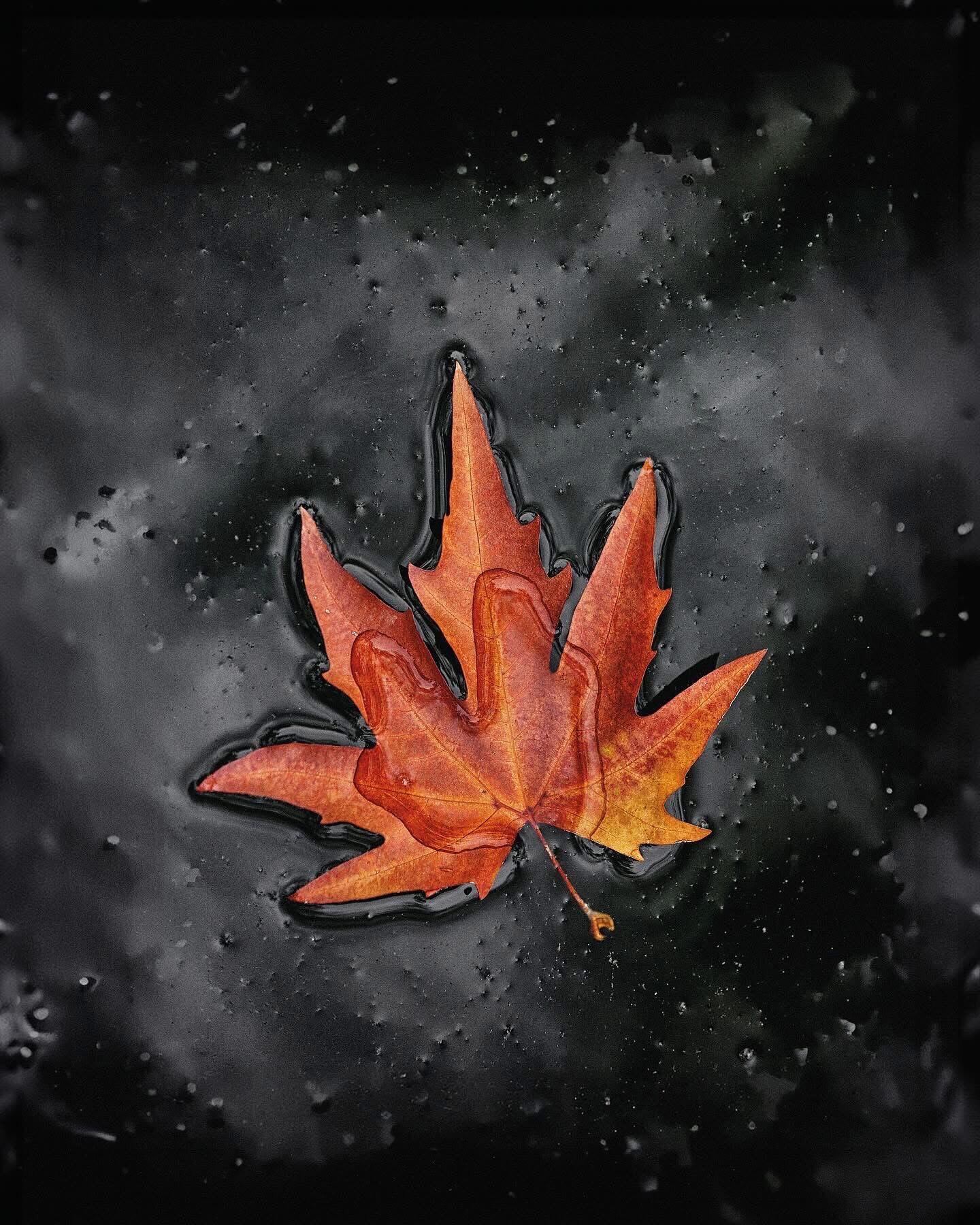 Chinar Leaf Wallpapers - Top Free Chinar Leaf Backgrounds - WallpaperAccess