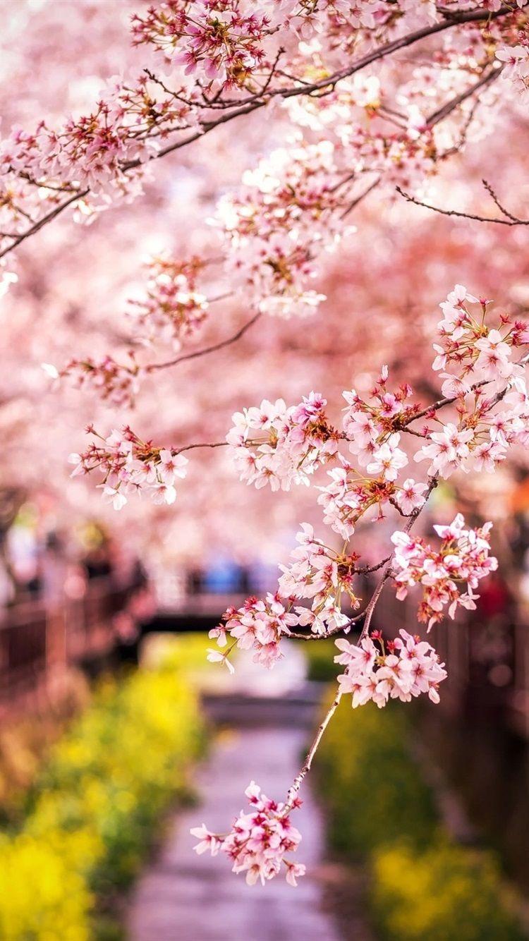 Japan Spring Wallpapers - Top Free Japan Spring Backgrounds ...