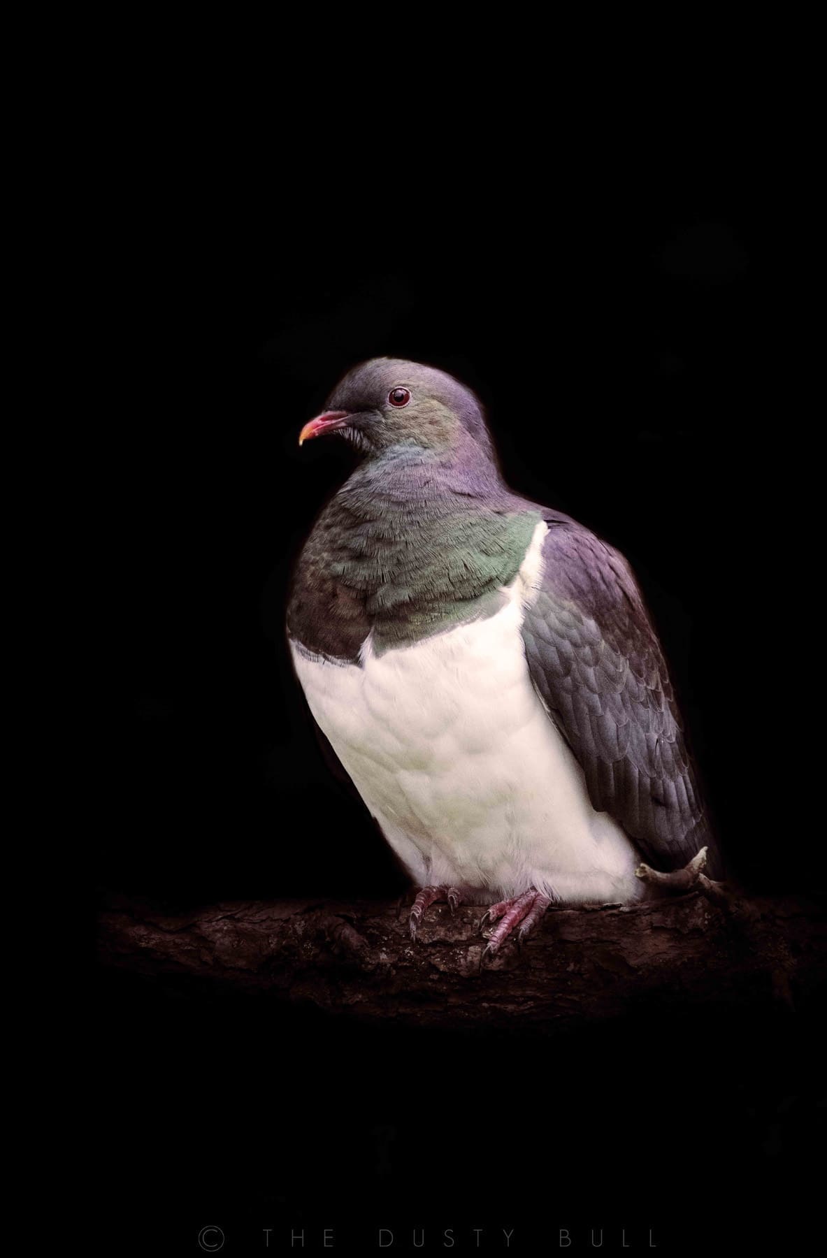 Kereru Wallpapers - Top Free Kereru Backgrounds - WallpaperAccess