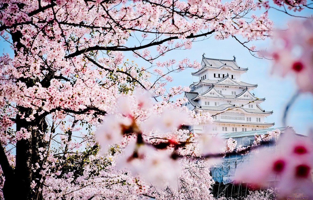 Spring Japan Wallpapers - Top Free Spring Japan Backgrounds ...