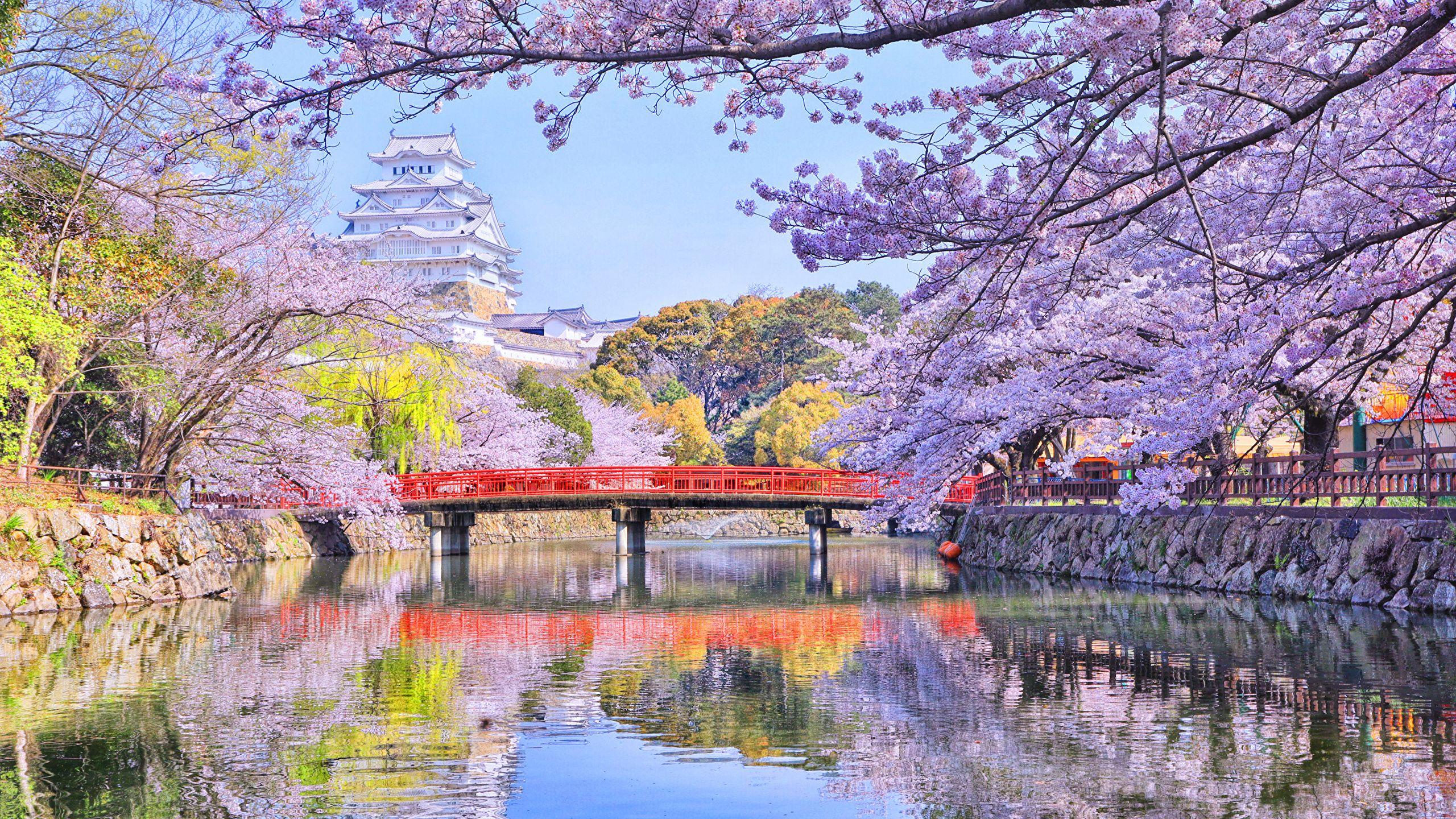 Japan Spring Wallpapers - Top Free Japan Spring Backgrounds ...