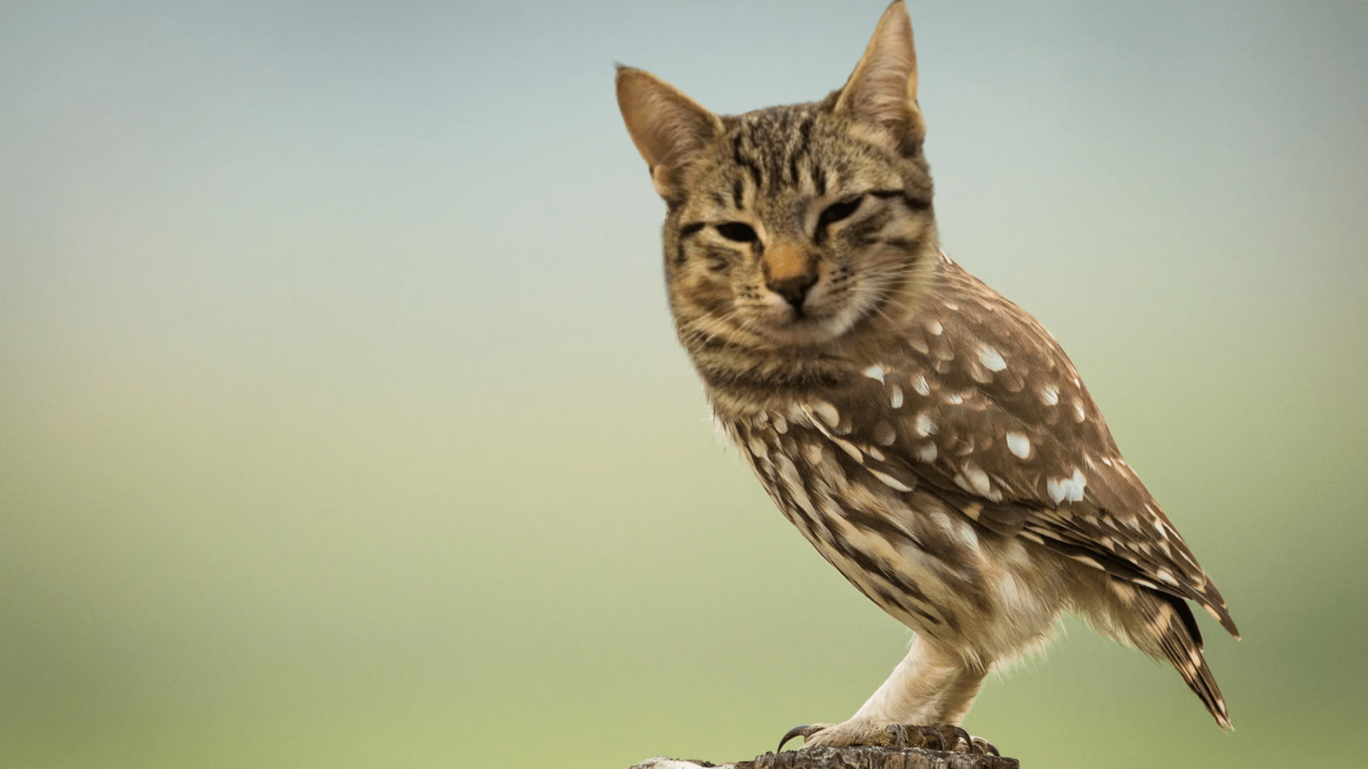 Meowl Wallpapers - Top Free Meowl Backgrounds - WallpaperAccess