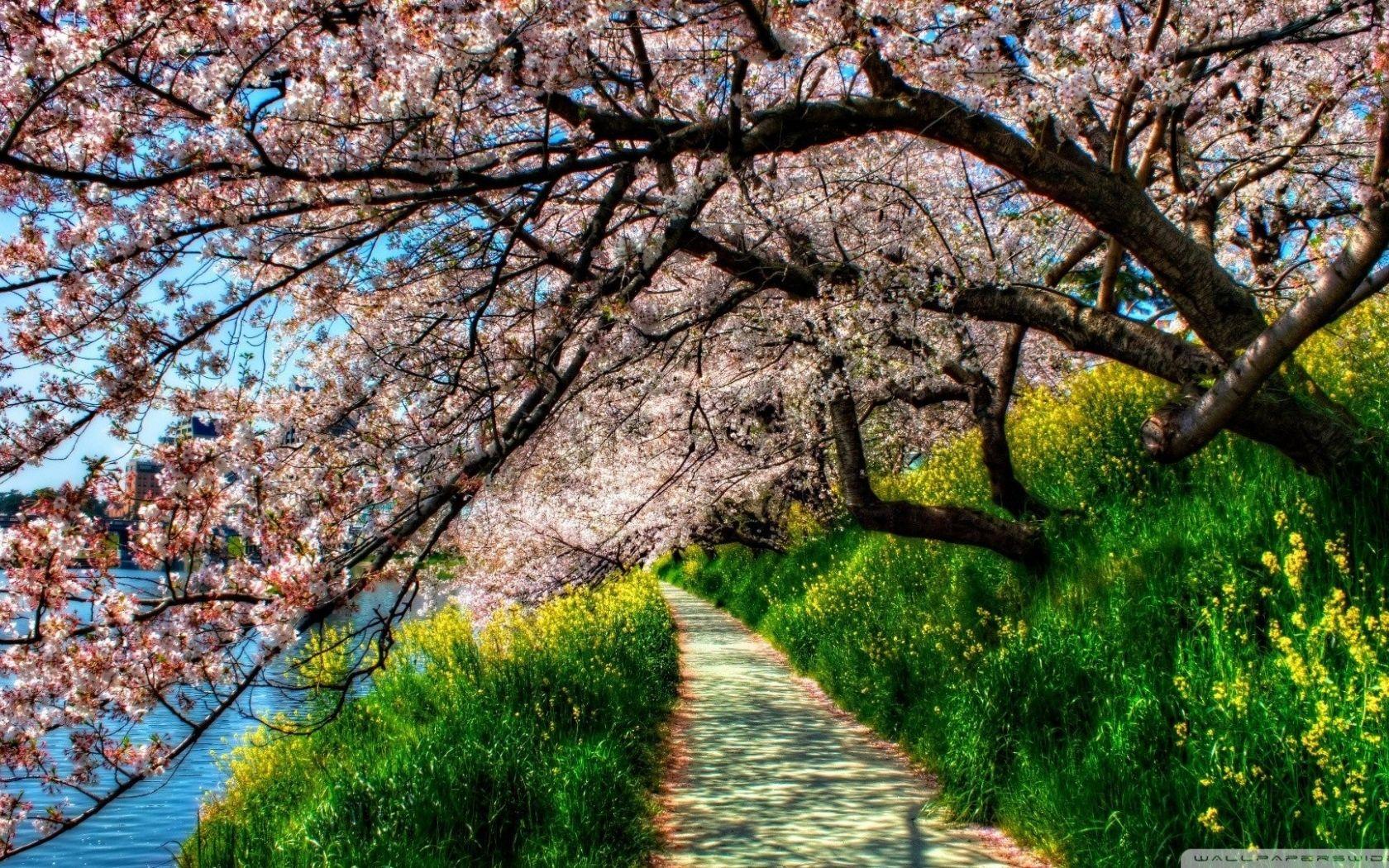 Spring Japan Wallpapers - Top Free Spring Japan Backgrounds ...