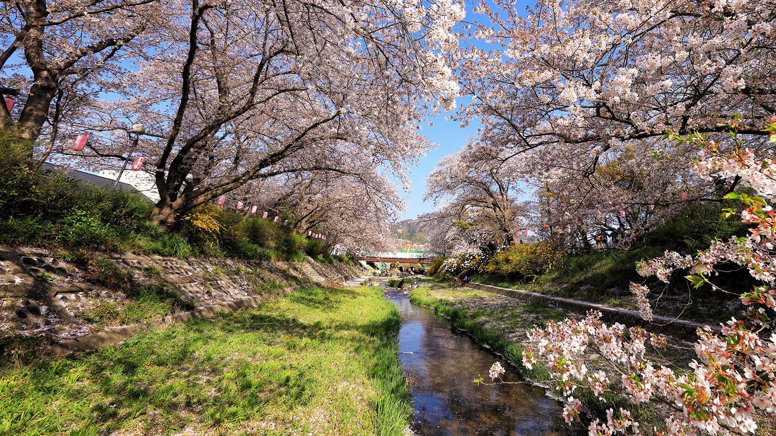 Spring Japan Wallpapers - Top Free Spring Japan Backgrounds ...