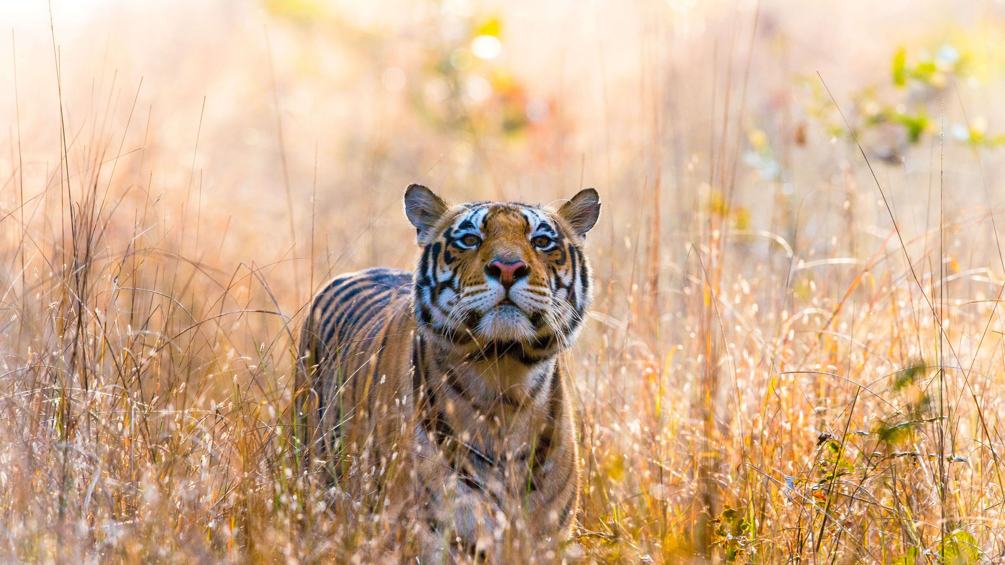 Kanha National Park Wallpapers - Top Free Kanha National Park ...