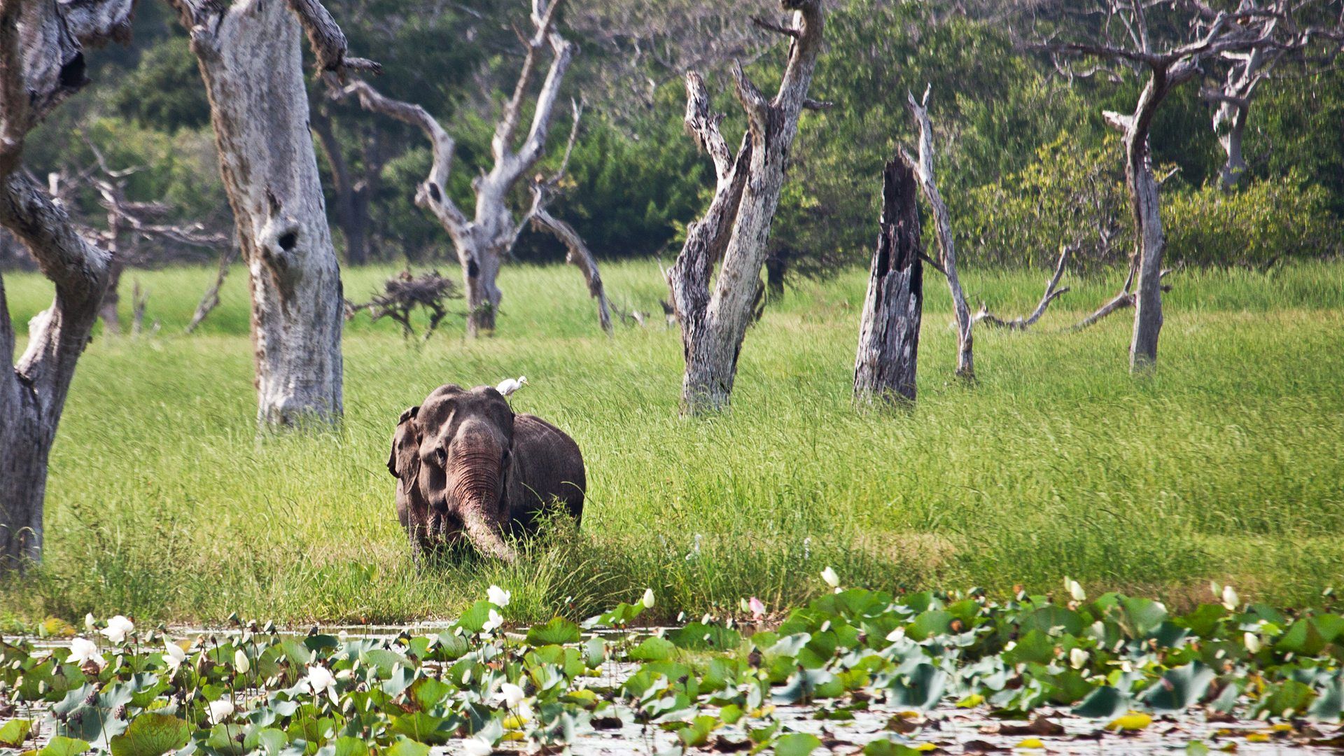 Yala National Park Wallpapers - Top Free Yala National Park Backgrounds ...