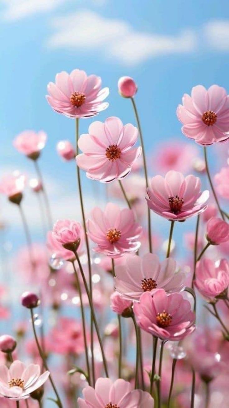 Sky With Flowers Wallpapers - Top Free Sky With Flowers Backgrounds ...