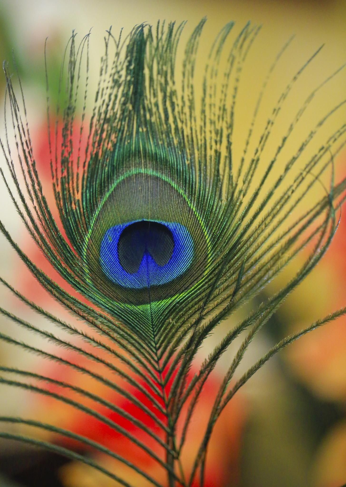 Krishna Feather Aesthetic Wallpapers - Top Free Krishna Feather ...