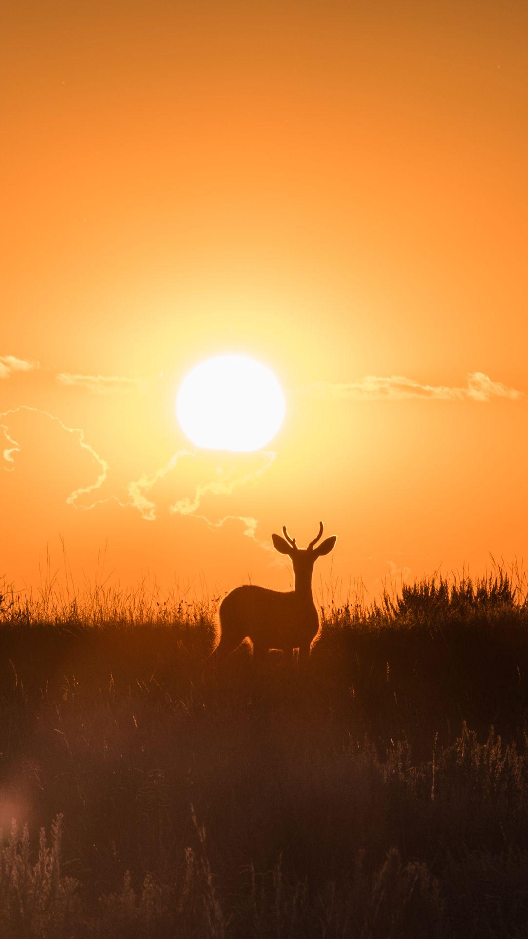 Vertical Sunset Wallpapers - Top Free Vertical Sunset Backgrounds ...