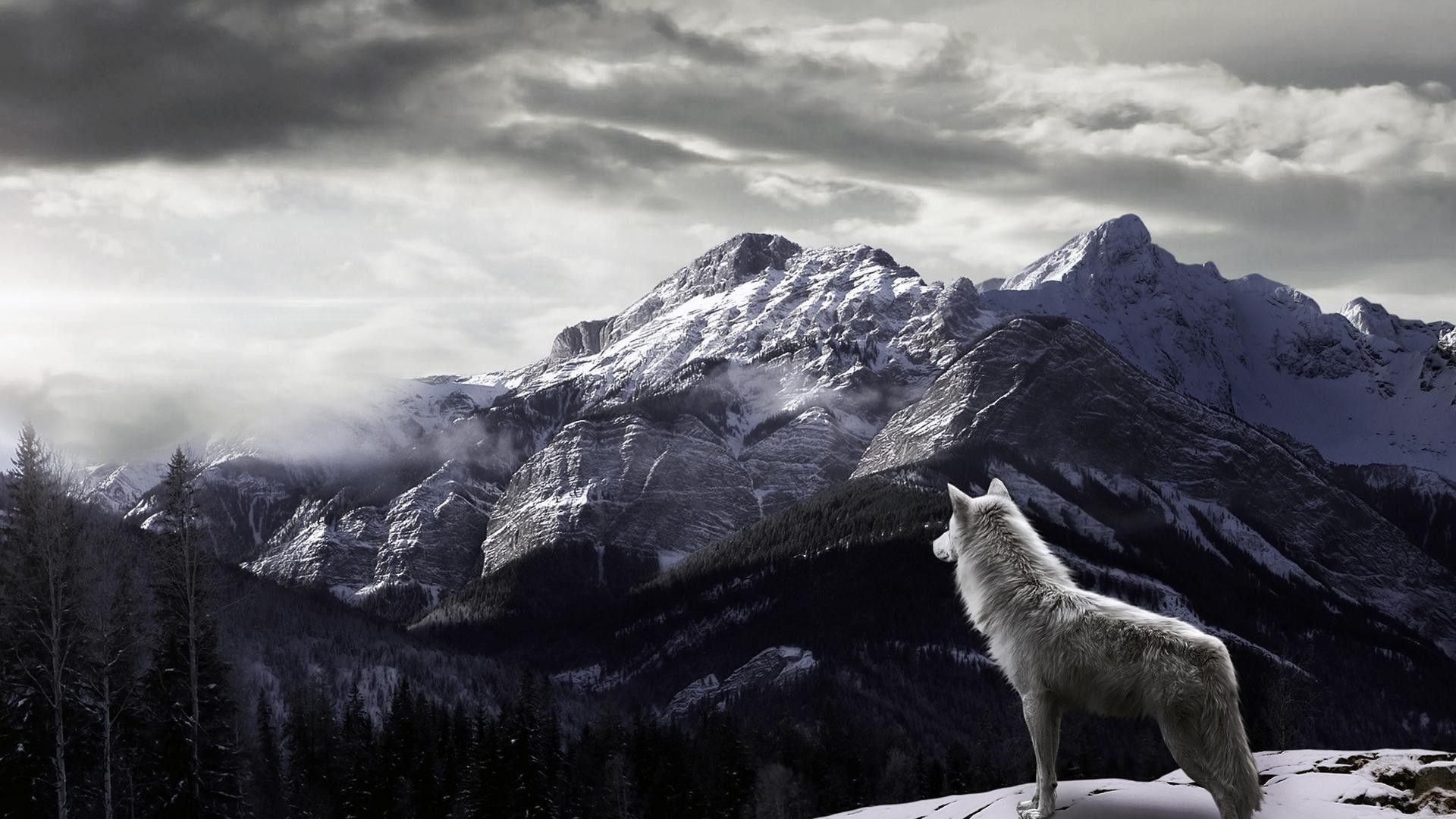 Cool Wolf Desktop Wallpapers - Top Free Cool Wolf Desktop Backgrounds ...