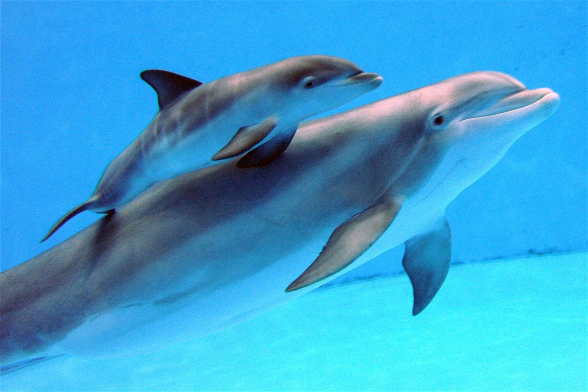 Cool Dolphin Desktop Wallpapers - Top Free Cool Dolphin Desktop ...