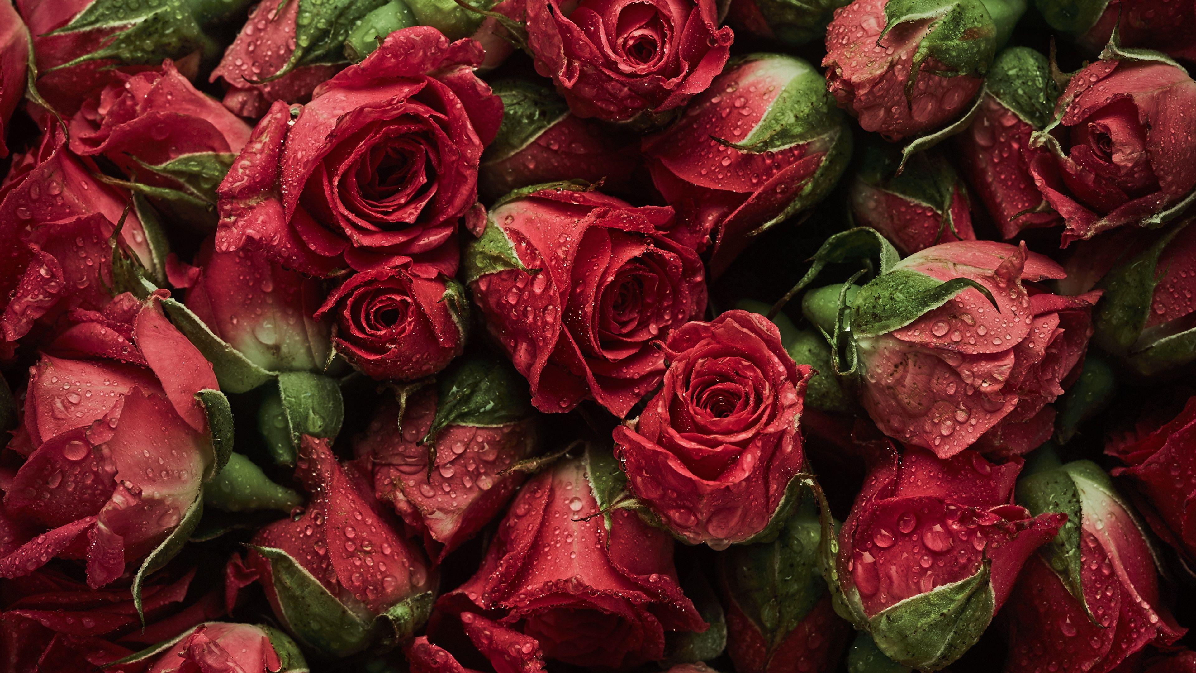 3840x2160 Rose Wallpapers - Top Free 3840x2160 Rose Backgrounds ...