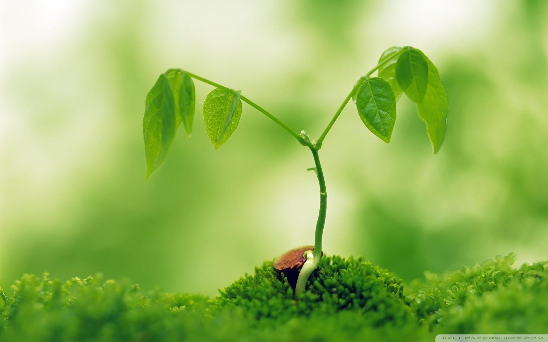 Sprout Wallpapers - Top Free Sprout Backgrounds - WallpaperAccess