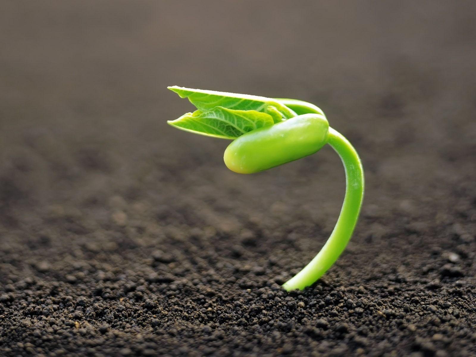 Sprout Wallpapers - Top Free Sprout Backgrounds - WallpaperAccess