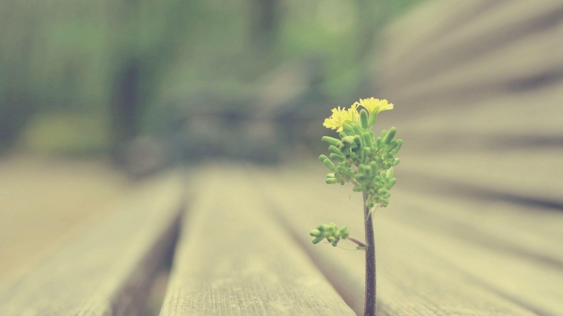 Sprout Wallpapers - Top Free Sprout Backgrounds - WallpaperAccess