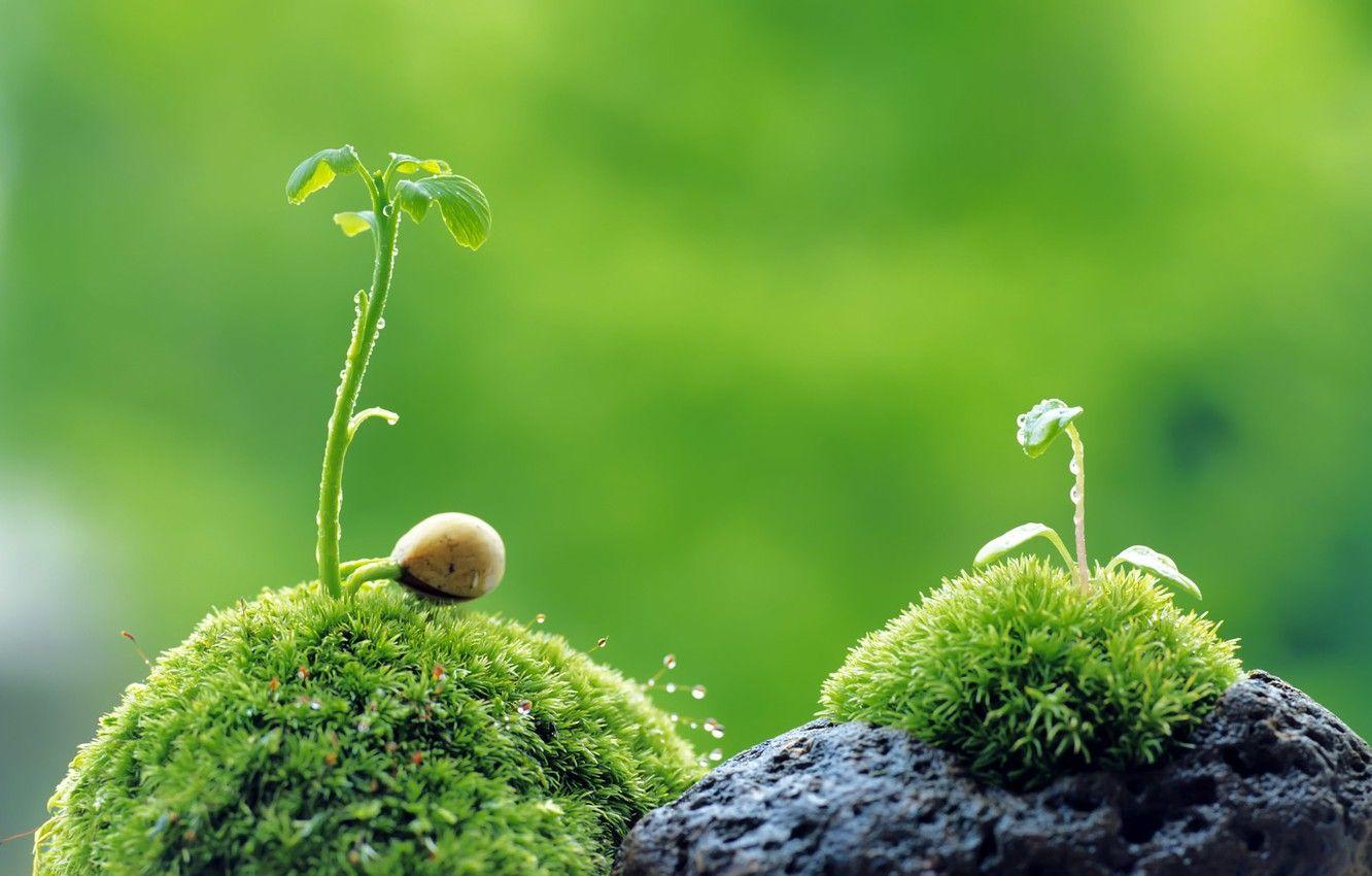 Sprout Wallpapers - Top Free Sprout Backgrounds - WallpaperAccess