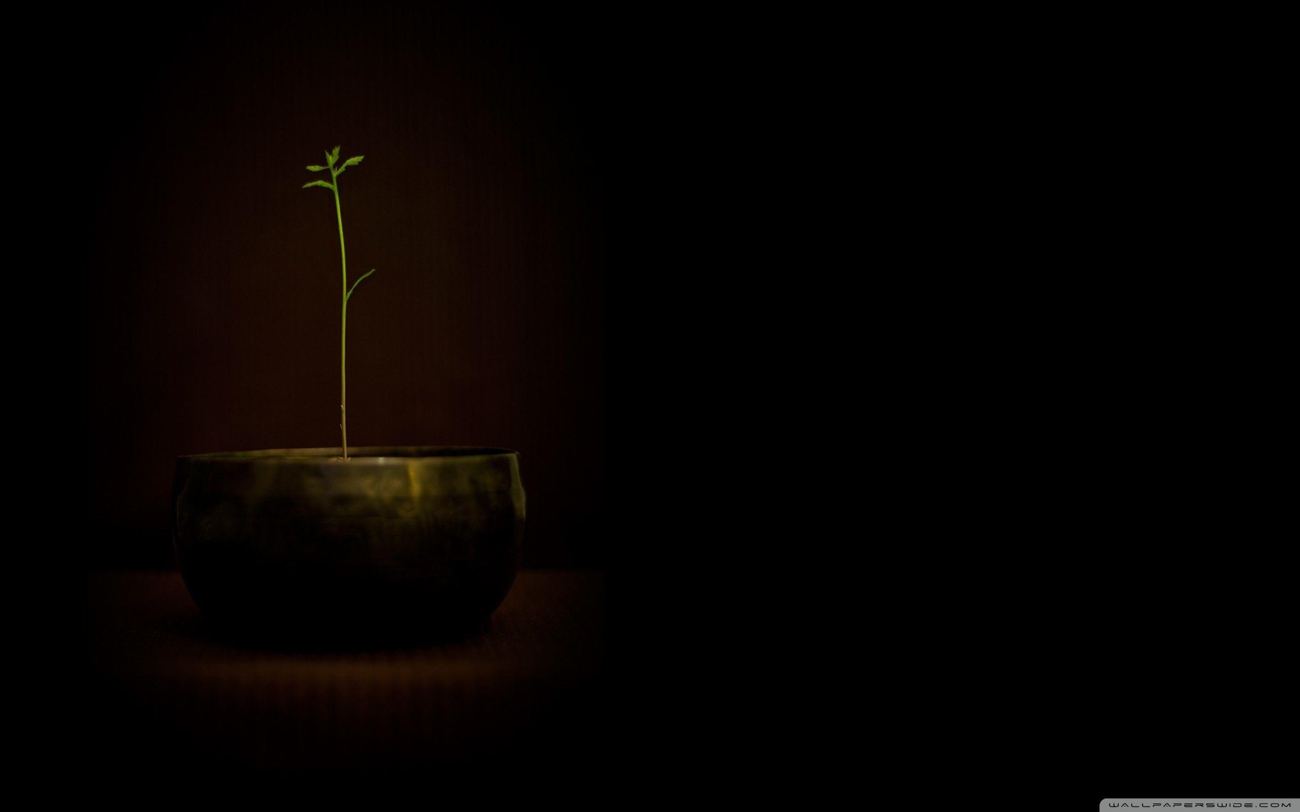 Sprout Wallpapers - Top Free Sprout Backgrounds - WallpaperAccess