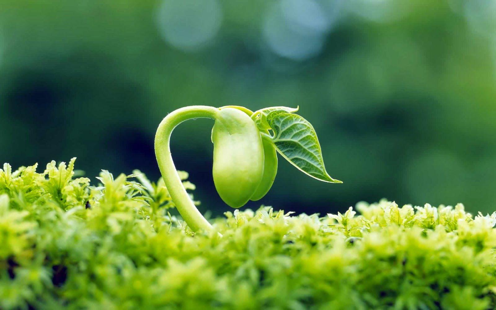 Sprout Wallpapers - Top Free Sprout Backgrounds - WallpaperAccess