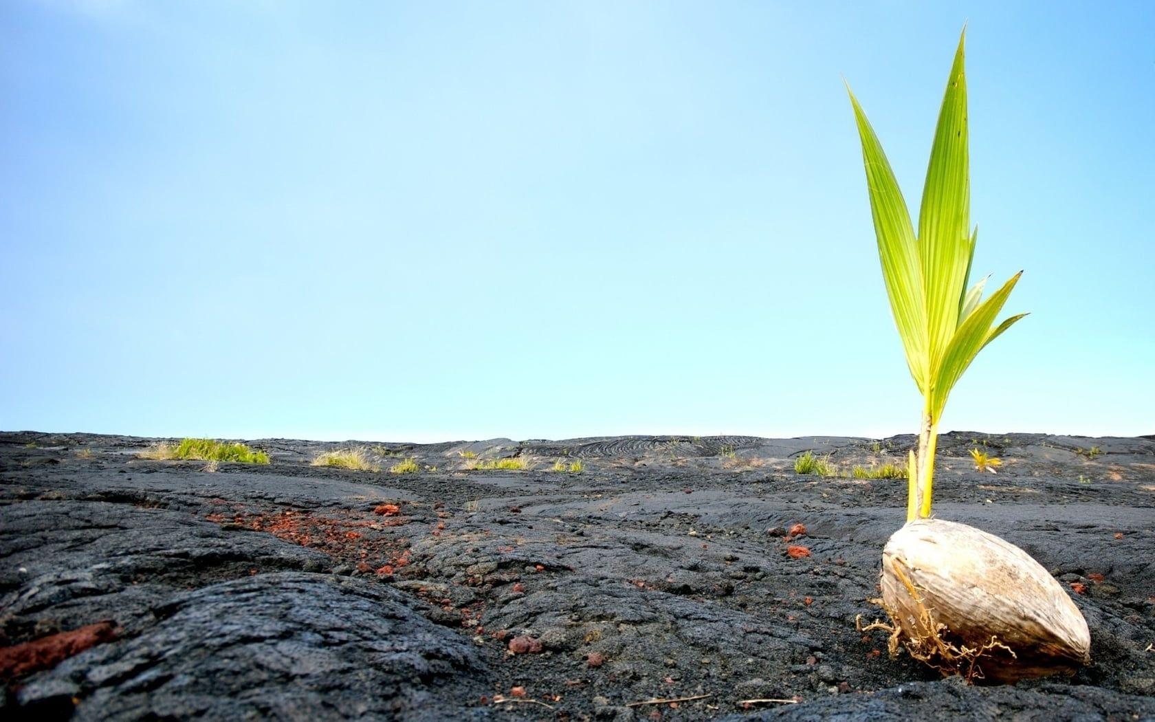 Sprout Wallpapers - Top Free Sprout Backgrounds - WallpaperAccess