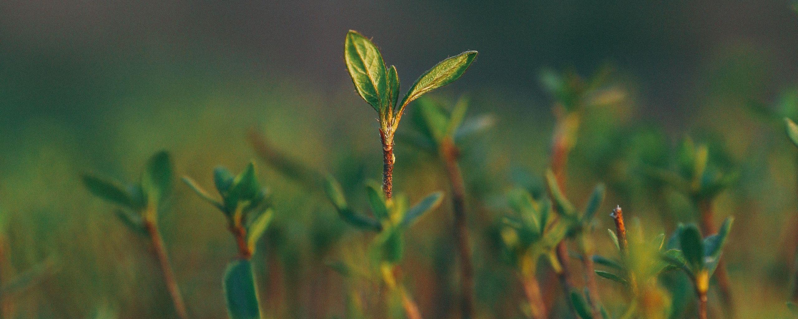 Sprout Wallpapers - Top Free Sprout Backgrounds - WallpaperAccess