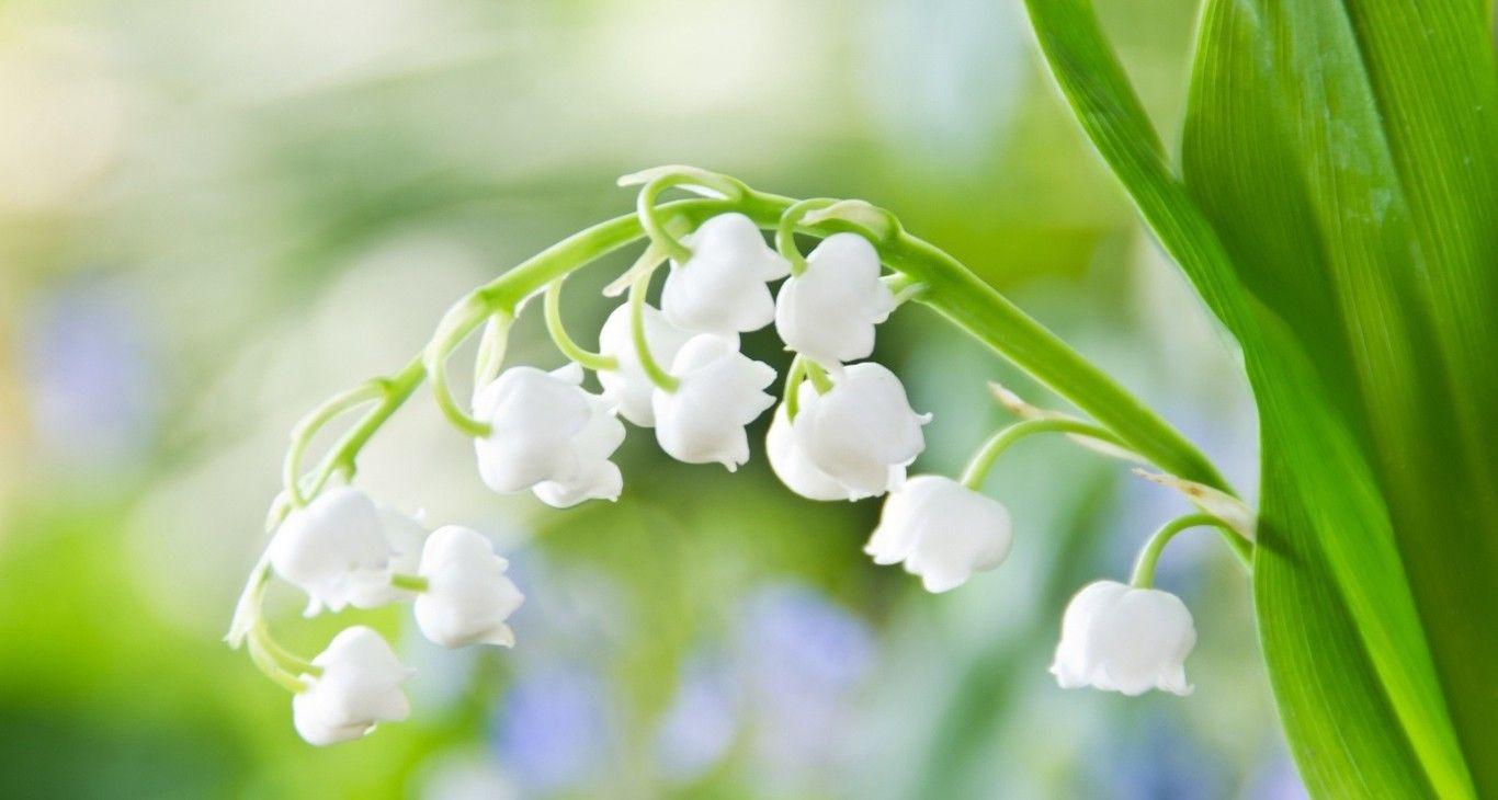 Fresh Nature Wallpapers - Top Free Fresh Nature Backgrounds ...