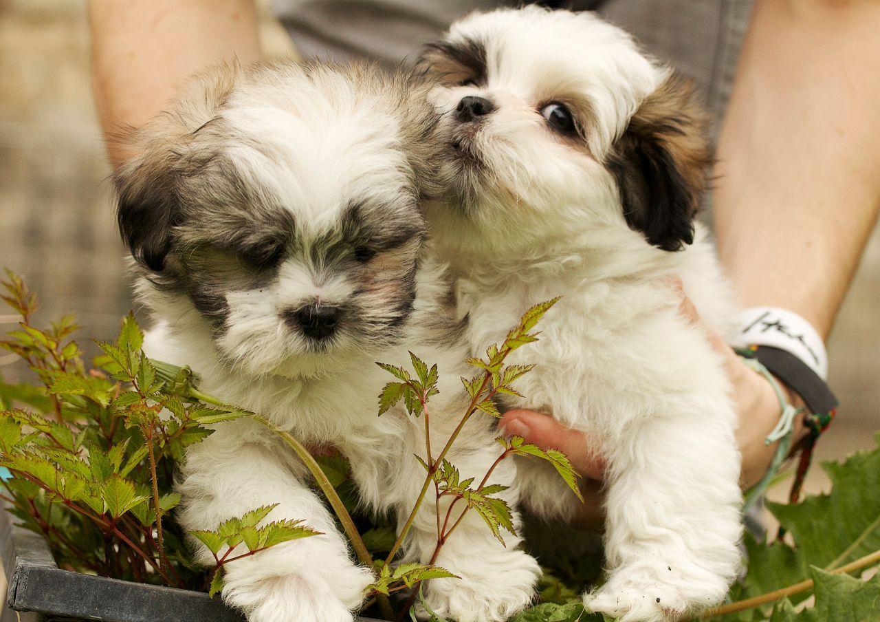 Lhasa Apso Wallpapers - Top Free Lhasa Apso Backgrounds - WallpaperAccess