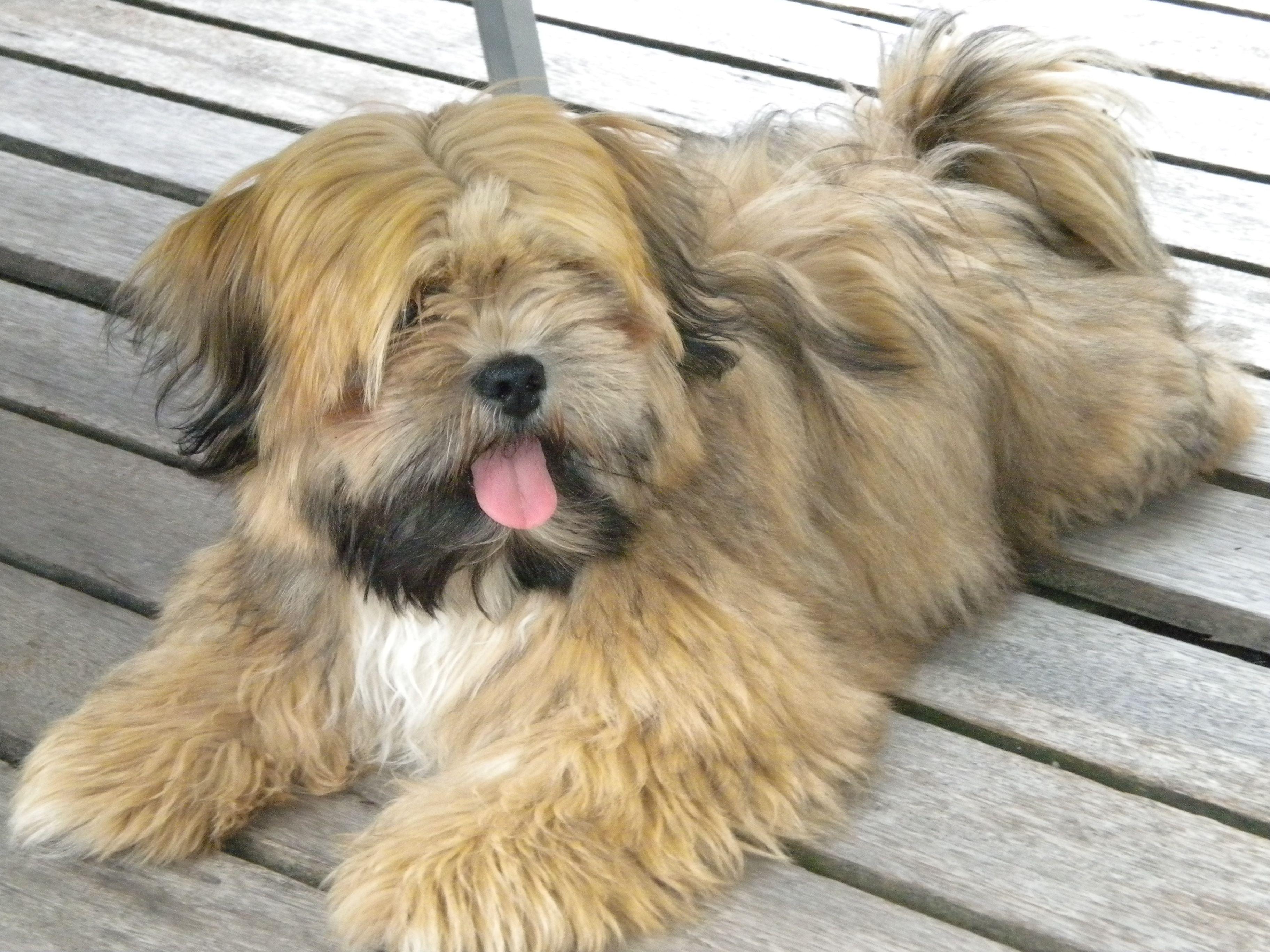 Lhasa Apso Wallpapers - Top Free Lhasa Apso Backgrounds - WallpaperAccess