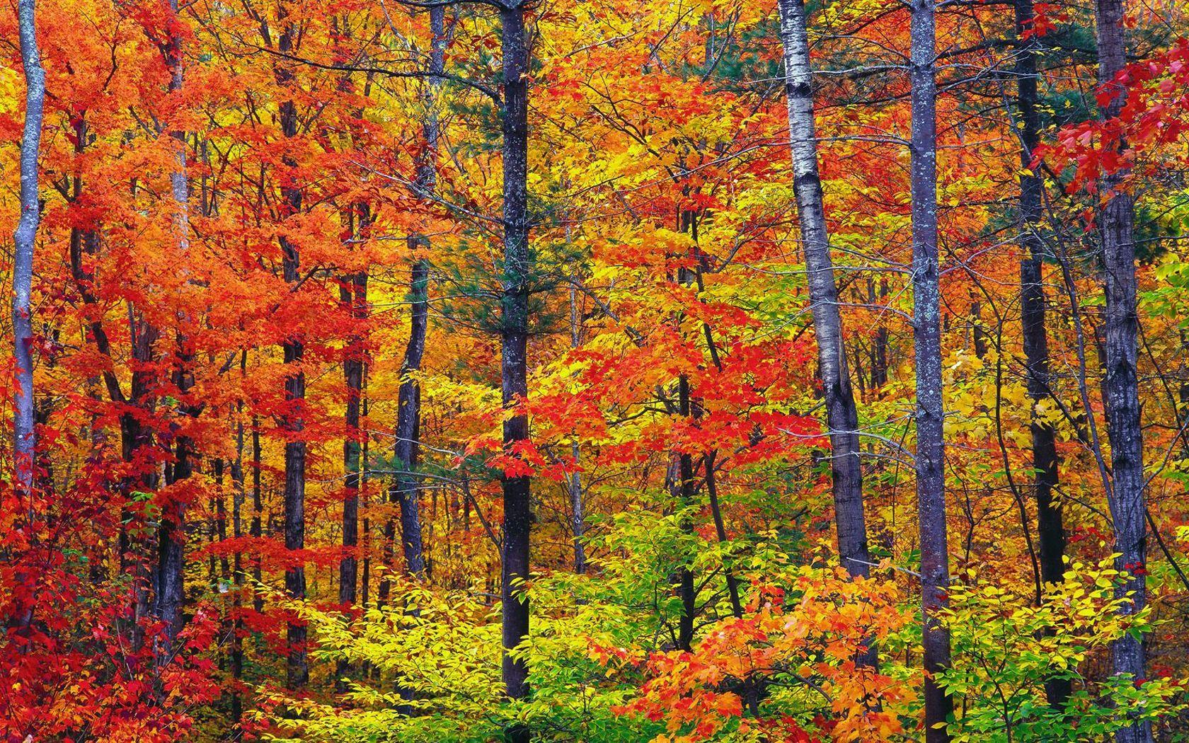 Colorful Nature Wallpapers - Top Free Colorful Nature Backgrounds ...