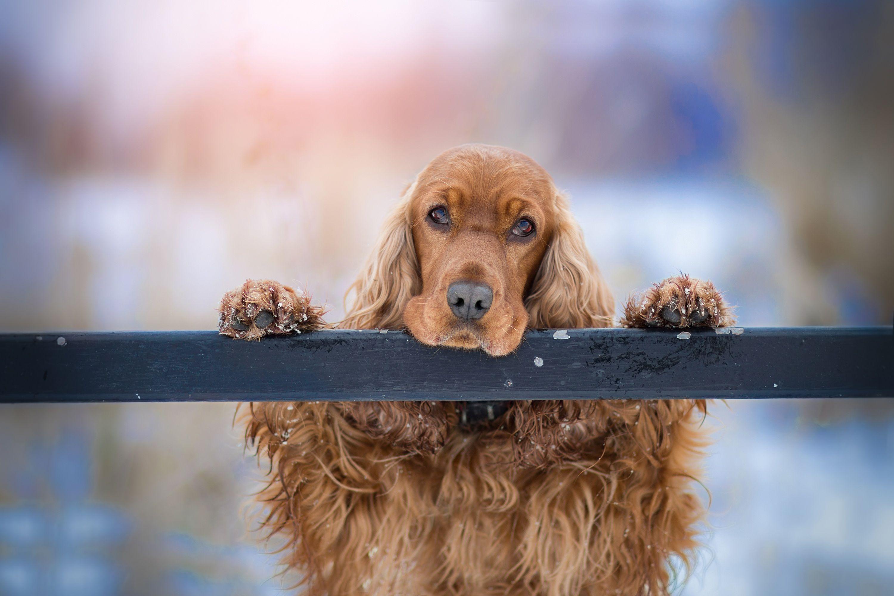 Cocker Spaniel Wallpapers - Top Free Cocker Spaniel Backgrounds ...