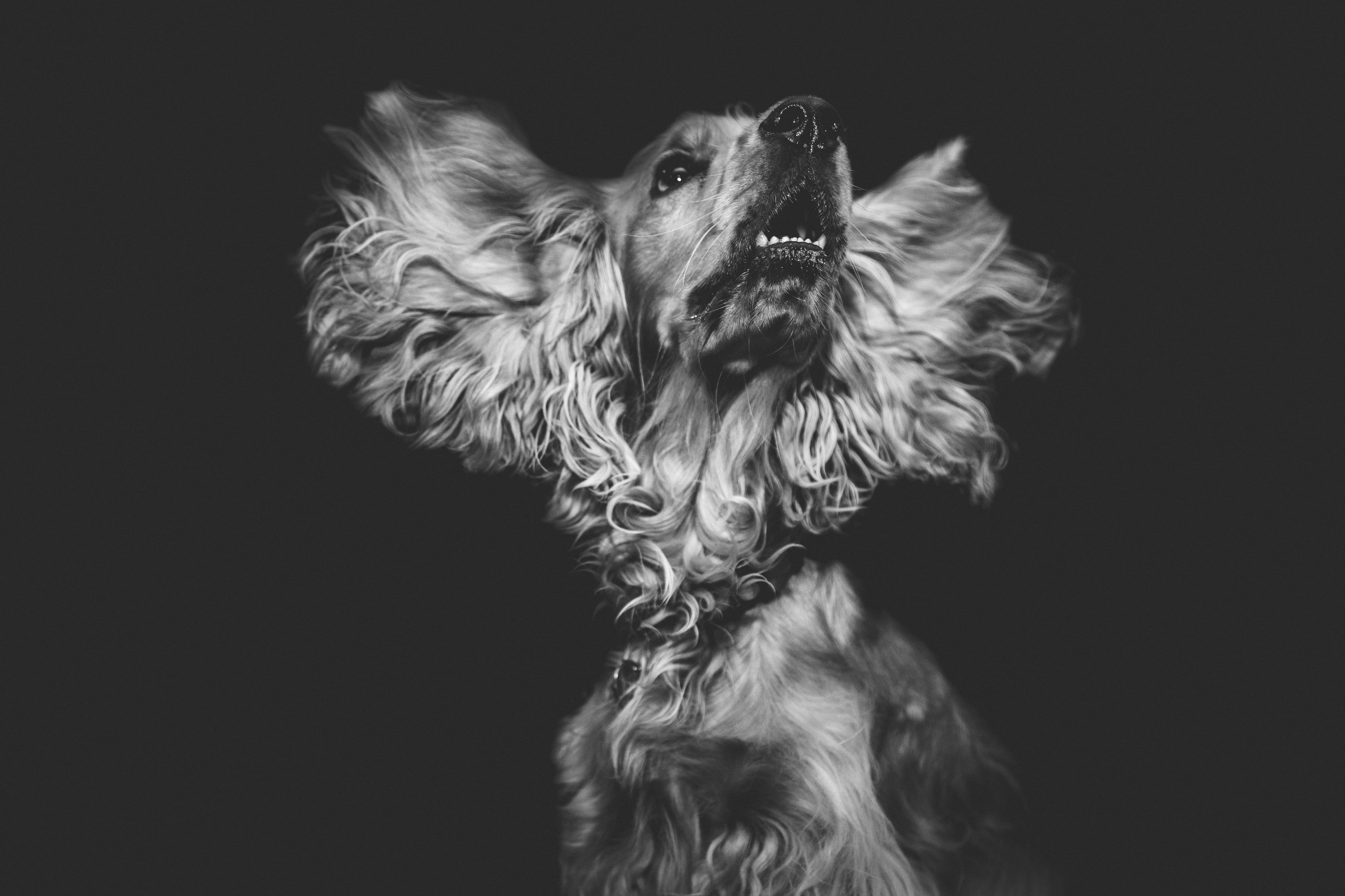 English Cocker Spaniel Wallpapers - Top Free English Cocker Spaniel ...