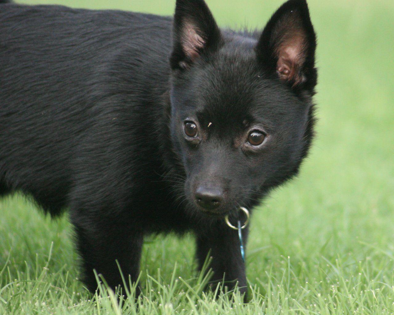 Schipperke Wallpapers - Top Free Schipperke Backgrounds - WallpaperAccess