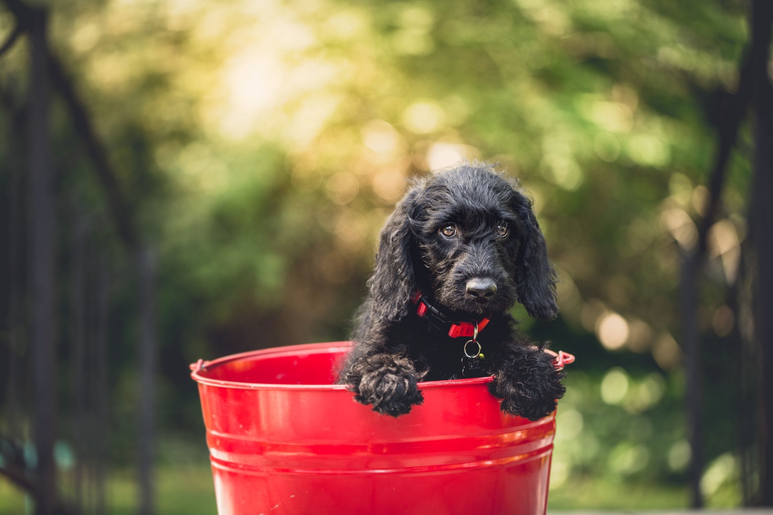 Cocker Spaniel Wallpapers - Top Free Cocker Spaniel Backgrounds ...