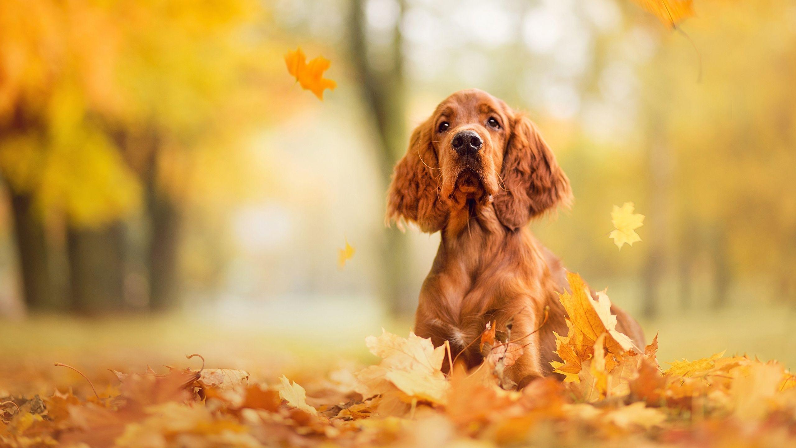 English Cocker Spaniel Wallpapers - Top Free English Cocker Spaniel ...