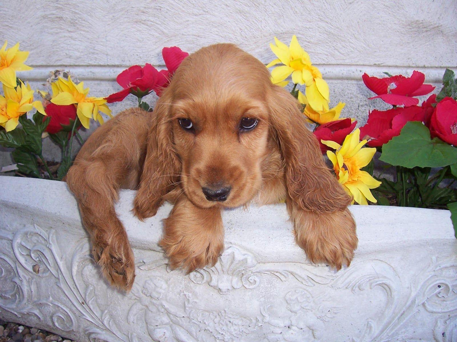 Cocker Spaniel Wallpapers - Top Free Cocker Spaniel Backgrounds ...