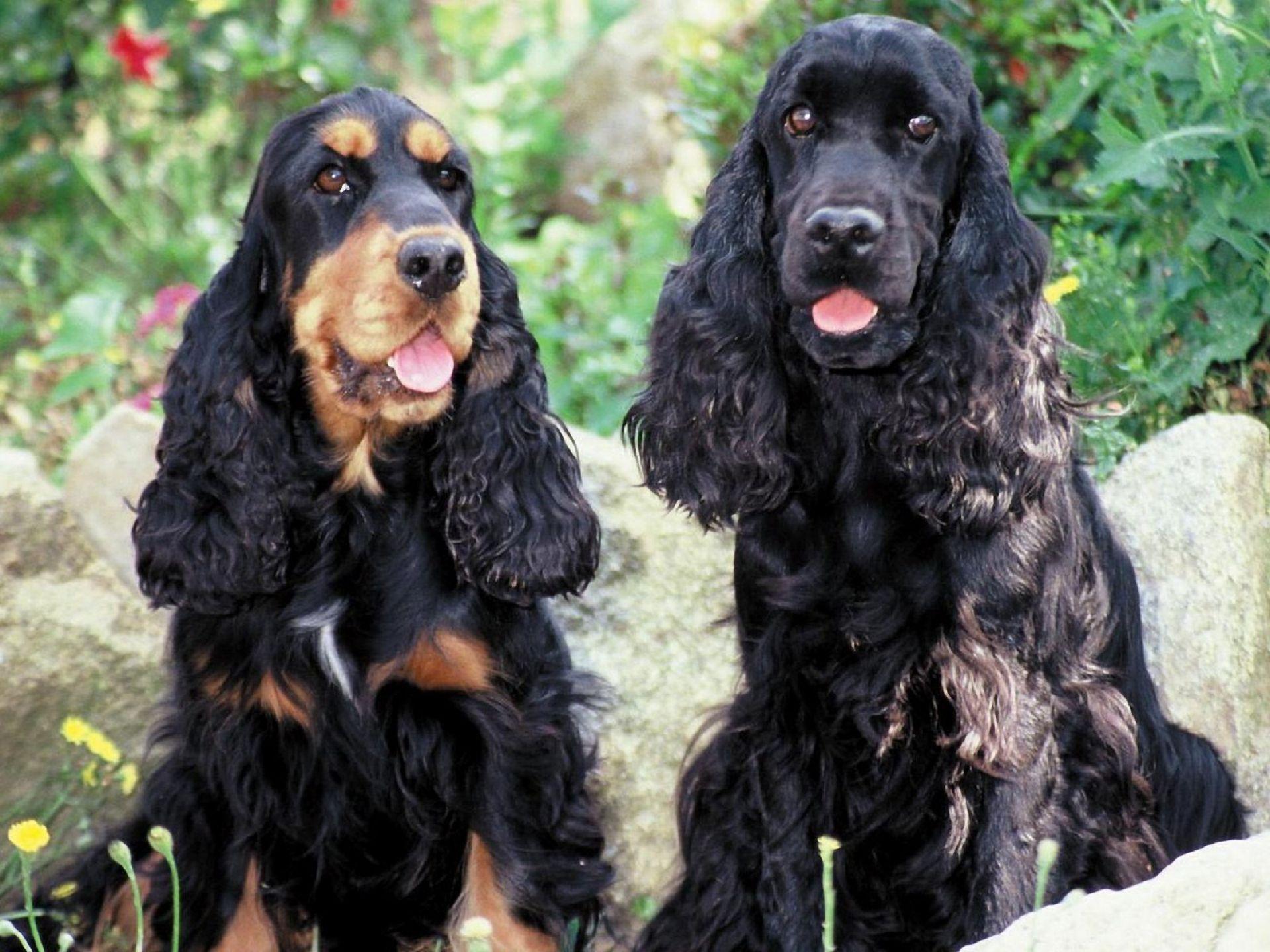 English Cocker Spaniel Wallpapers - Top Free English Cocker Spaniel ...