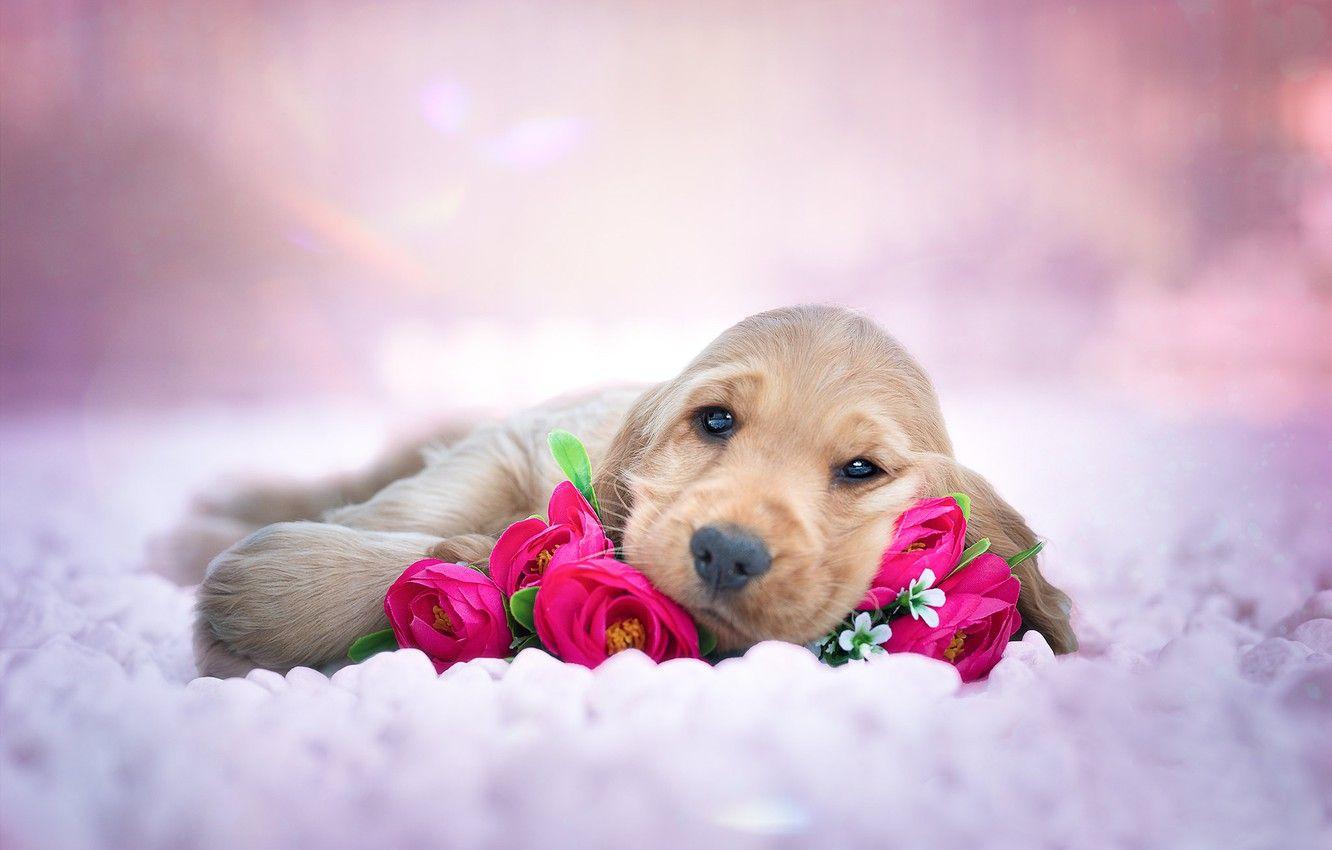 Cocker Spaniel Wallpapers - Top Free Cocker Spaniel Backgrounds ...