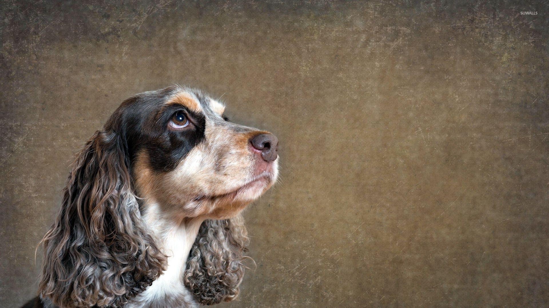 Cocker Spaniel Wallpapers - Top Free Cocker Spaniel Backgrounds ...