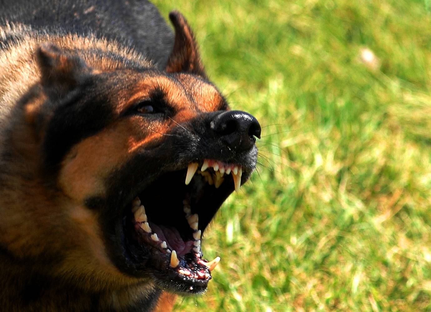Angry Dog Wallpapers - Top Free Angry Dog Backgrounds - WallpaperAccess