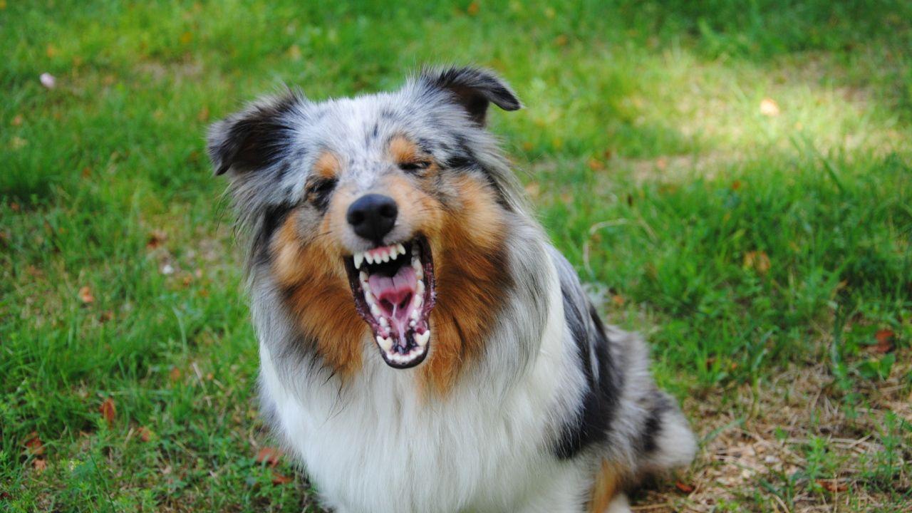 Angry Dog Wallpapers - Top Free Angry Dog Backgrounds - WallpaperAccess