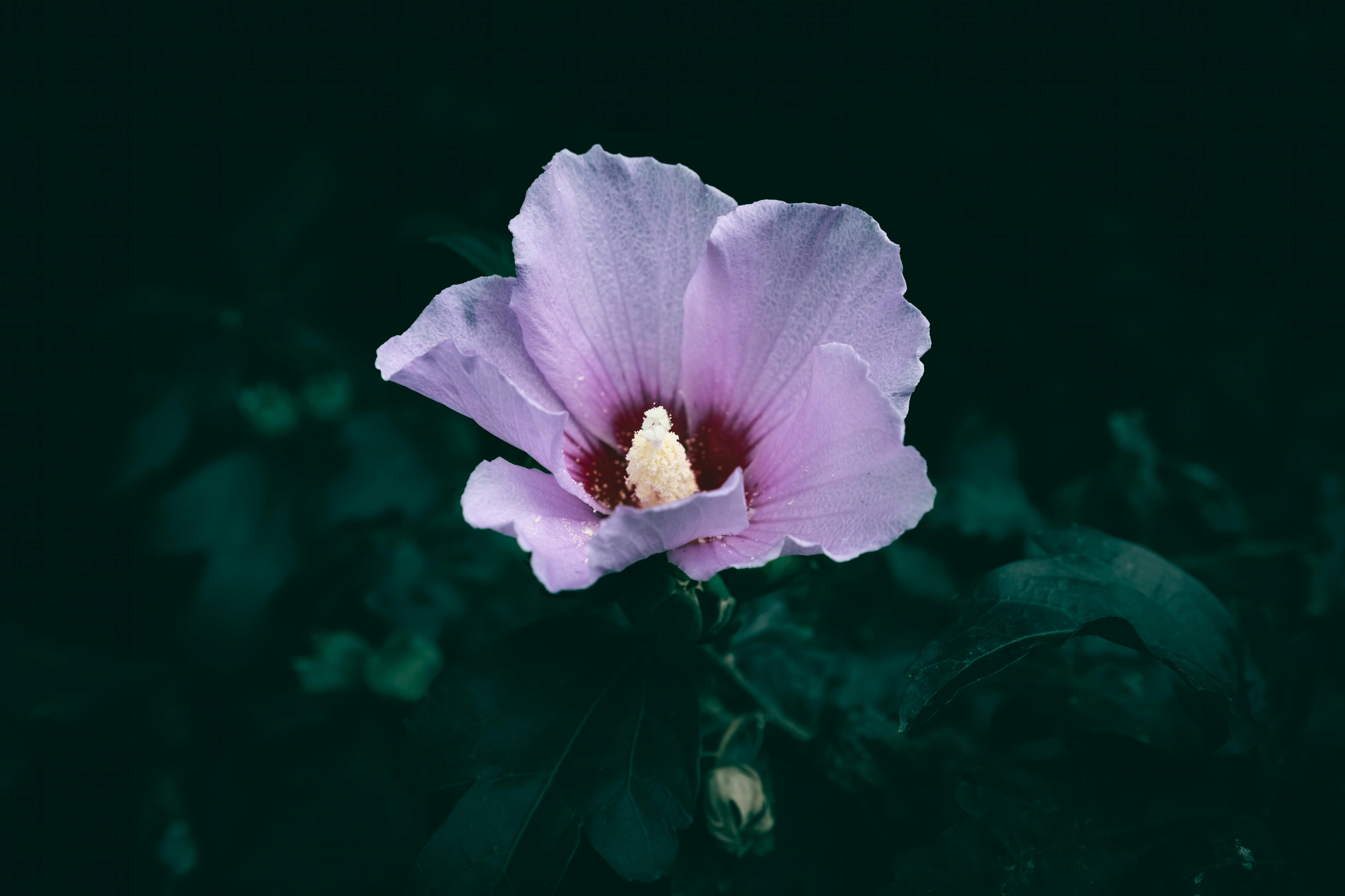 Purple Hibiscus Wallpapers - Top Free Purple Hibiscus Backgrounds ...