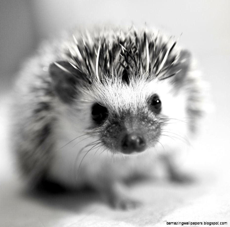 Baby Hedgehog Wallpapers - Top Free Baby Hedgehog Backgrounds ...